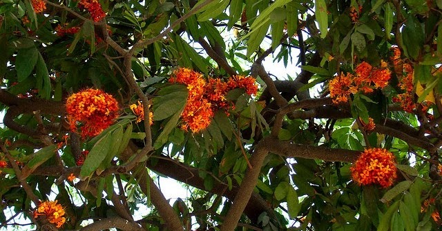 Ashoka Tree: Facts & Medicinal Uses