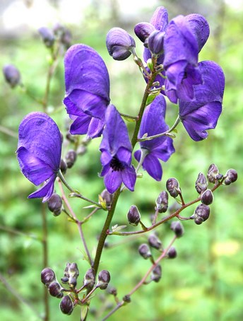 Polychrest Remedies ~ Homeopathy ID