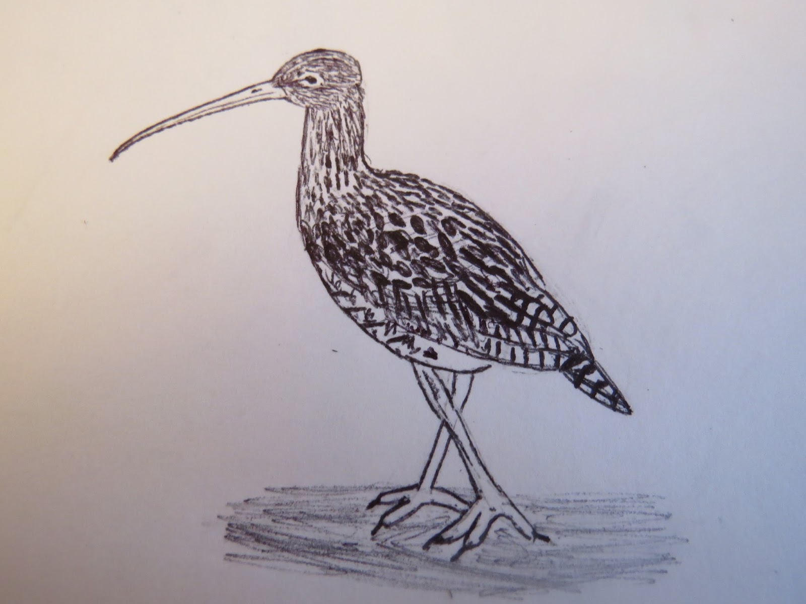 The Autistic Naturalist: How To Draw: Wading Birds
