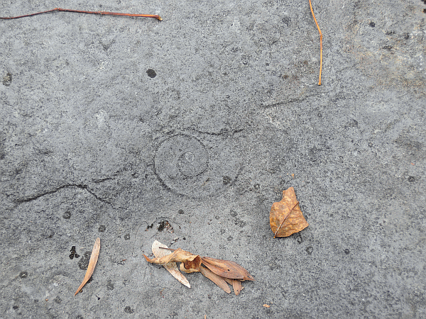 Chazy Reef - Part I ~ Hudson Valley Geologist