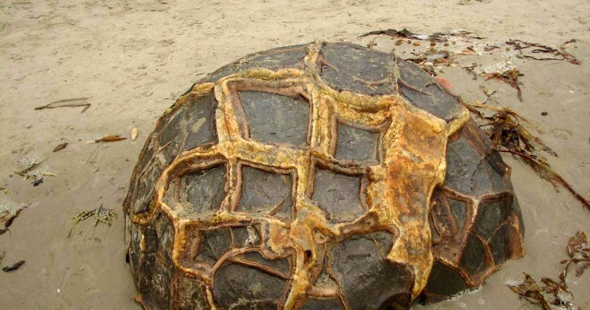 Scientists Crack Mystery Of How Fossil Concretions Form | Geology In