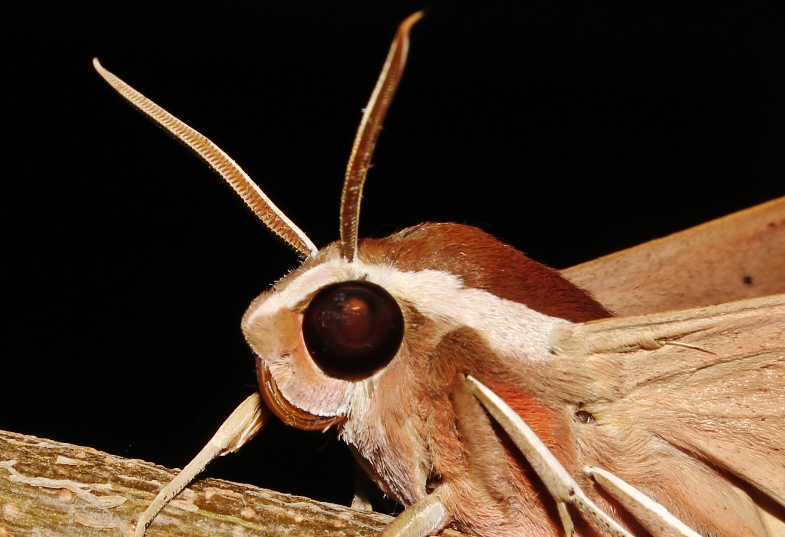 Biodiversity of Cyprus by NGO Protection of the Natural Heritage and ...