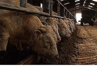 Geo no Mundo !: Pecuária : Extensiva e Intensiva