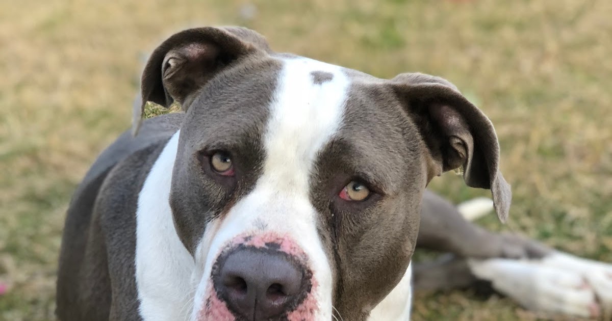 Fresno Bully Rescue: One Family’s Trash Is Another Family’s Treasure!