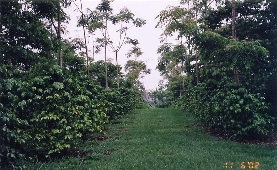 Información y Entretenimiento: [GA] Semillas de Cedro Rosado de la India