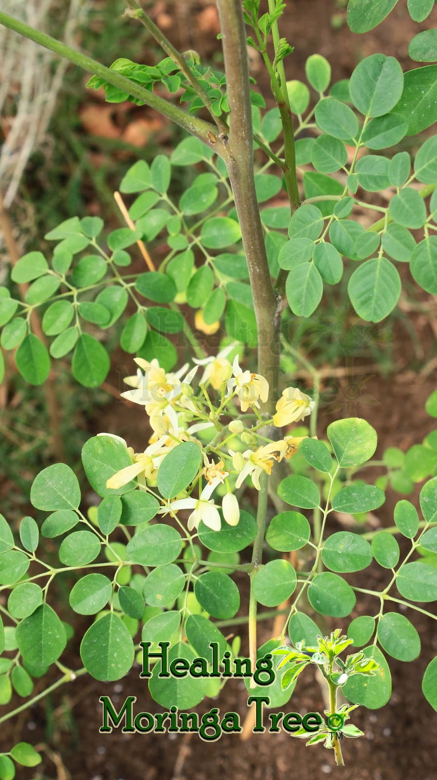 Healing Moringa Tree: Healing Moringa Tree