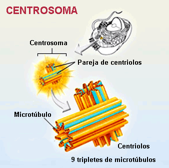 Blog de biomedicina: 4.1.1. Células procariotas y eucariotas. Sus ...