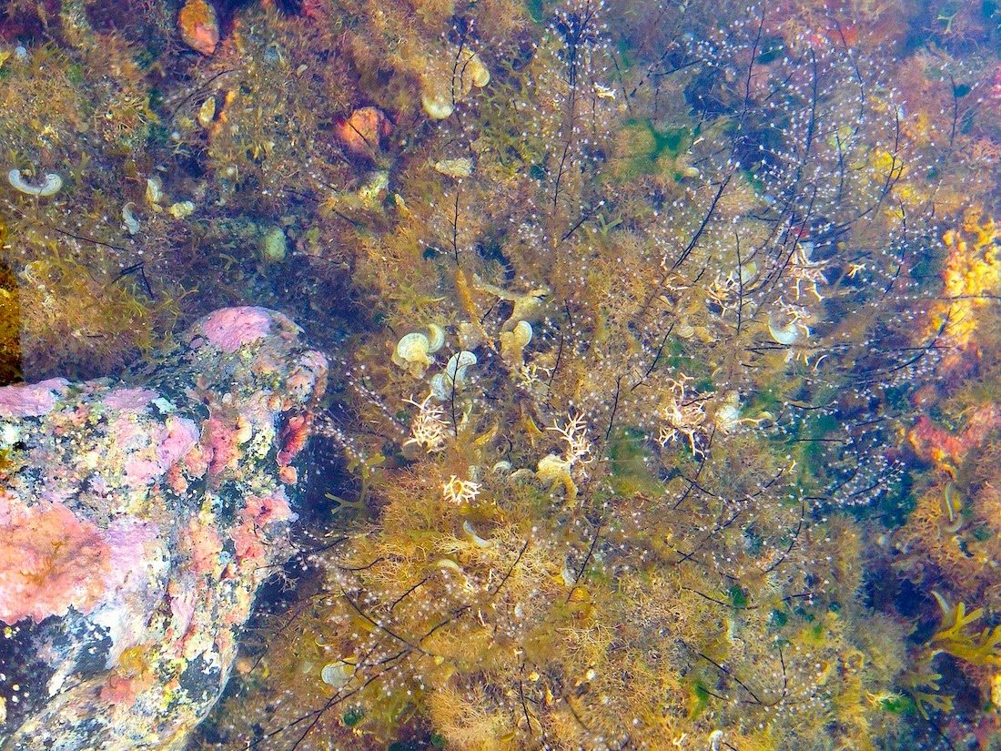 Rafael Microfauna Marina: Pennaria disticha (Cnidarios: Hidrozoo)