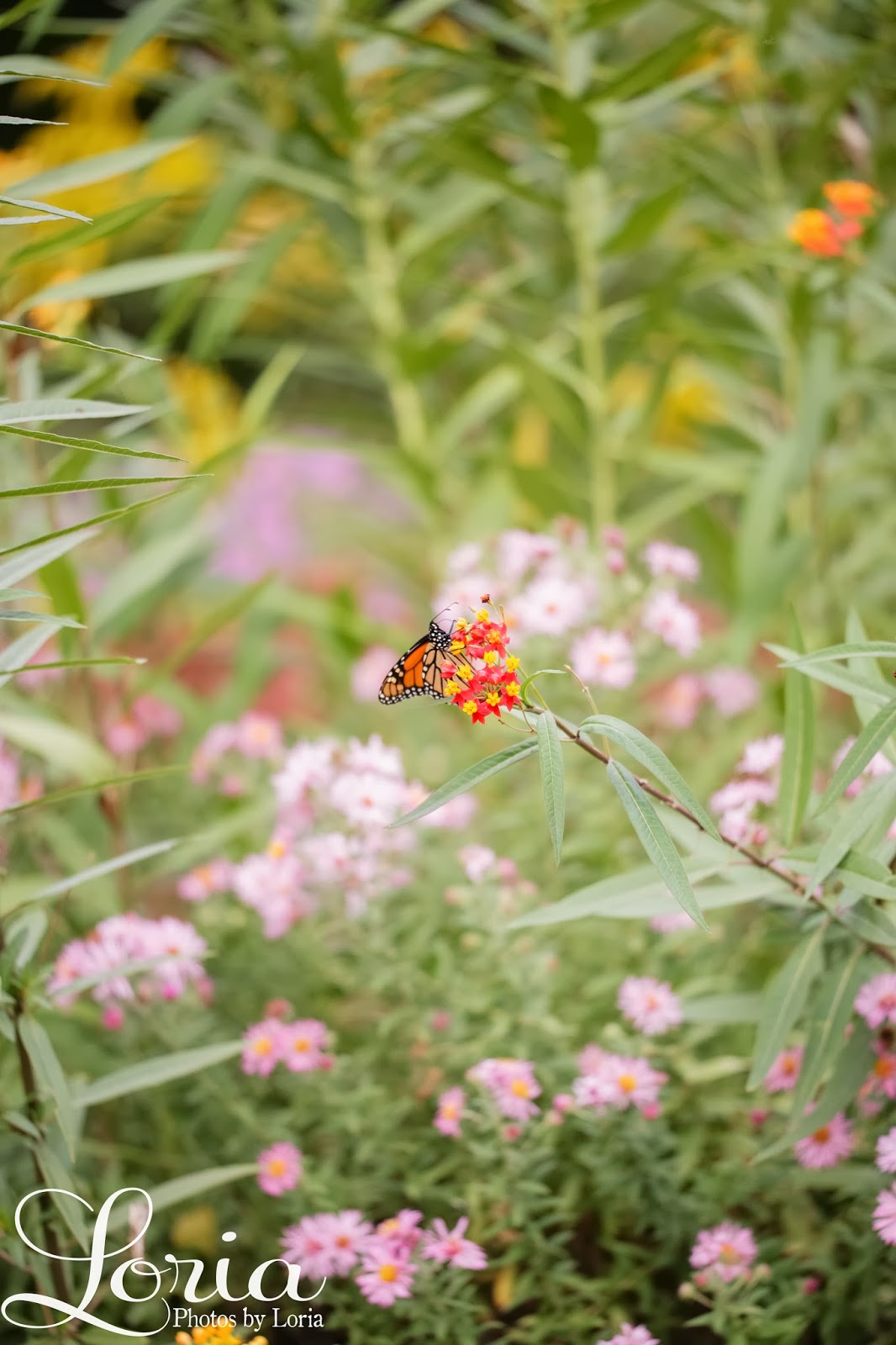 Photos by Loria - The Photoblog: Sara & Tim :: Married!