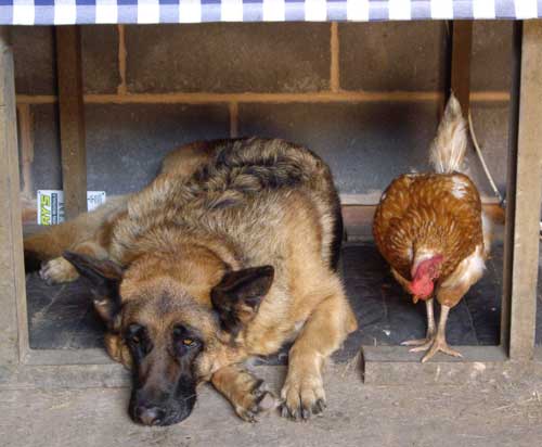 ANIMALS PLANET: Dog and Chicken images