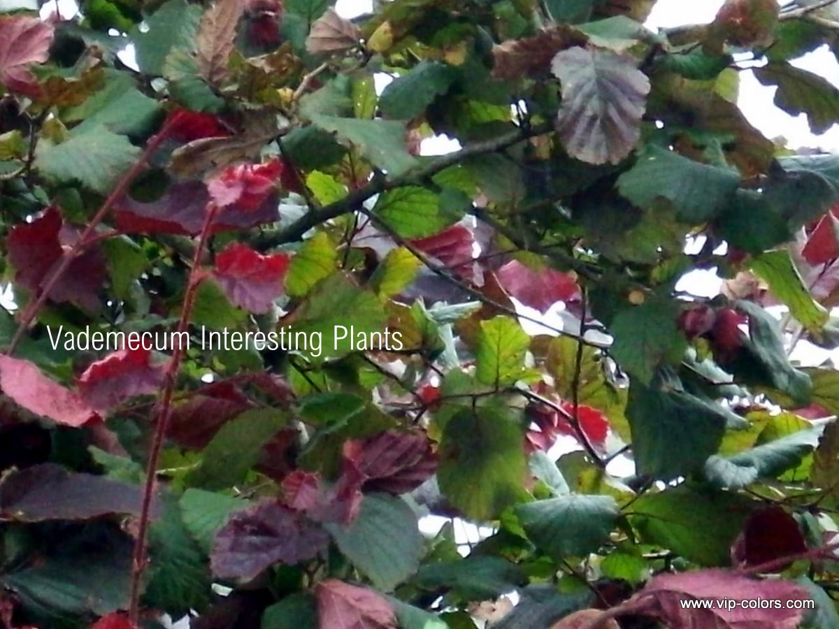 Vademecum Interesting Plants: Corylus avellana - Leszczyna pospolita ...
