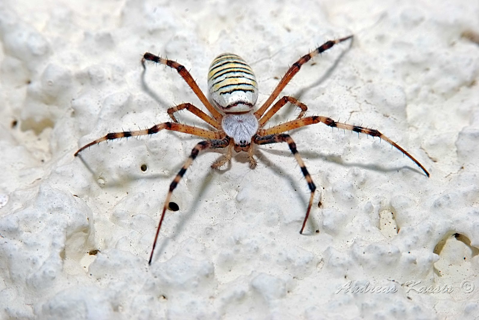 NATURAL WORLD : Argiope trifasciata-banded garden spider