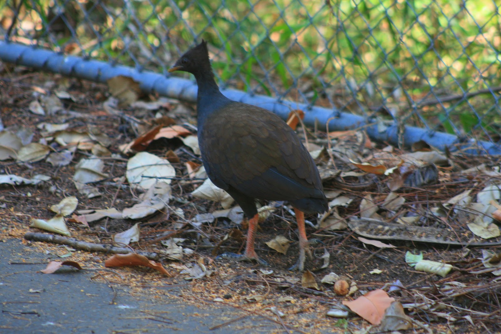 Geoff Thompsons Blog: Northern Territory Birds