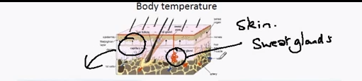 Dee Dee's Biology Blog: 2.77b Thermoregulation