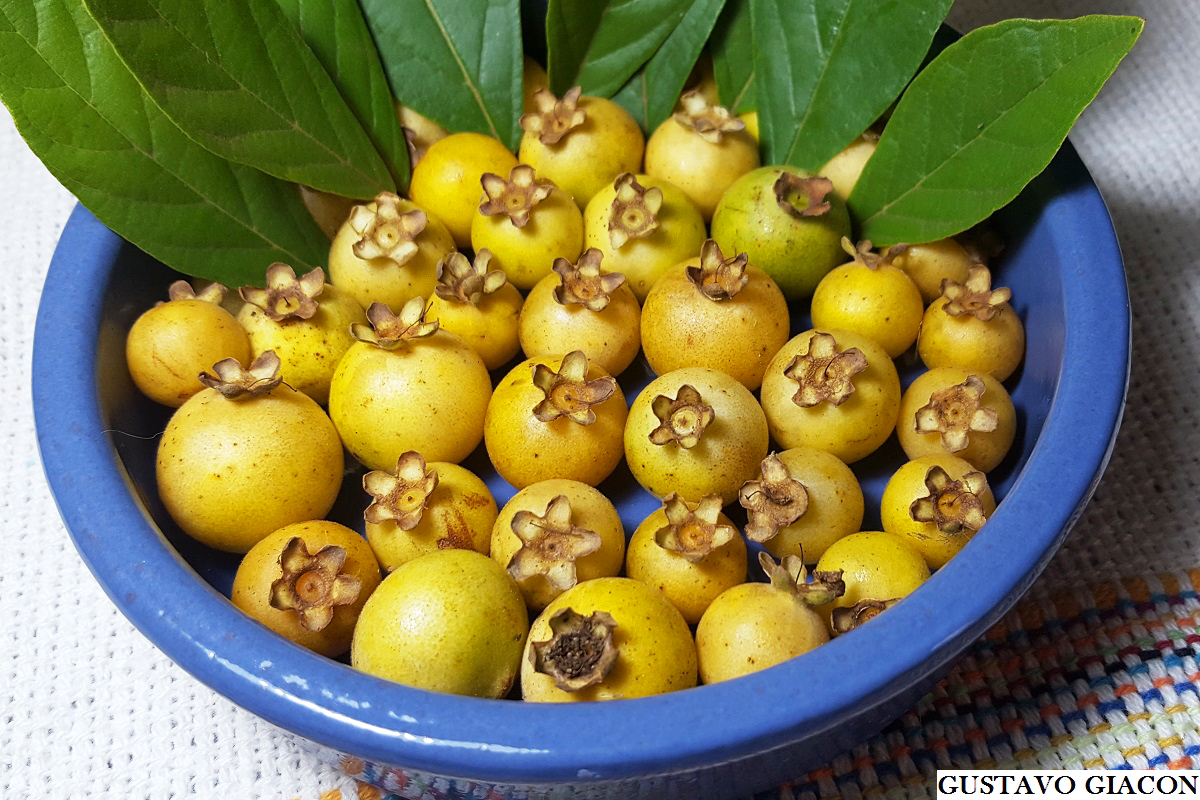 Viveiro Ciprest - Plantas Nativas e Exóticas: Guabiroba do Cerrado ou ...