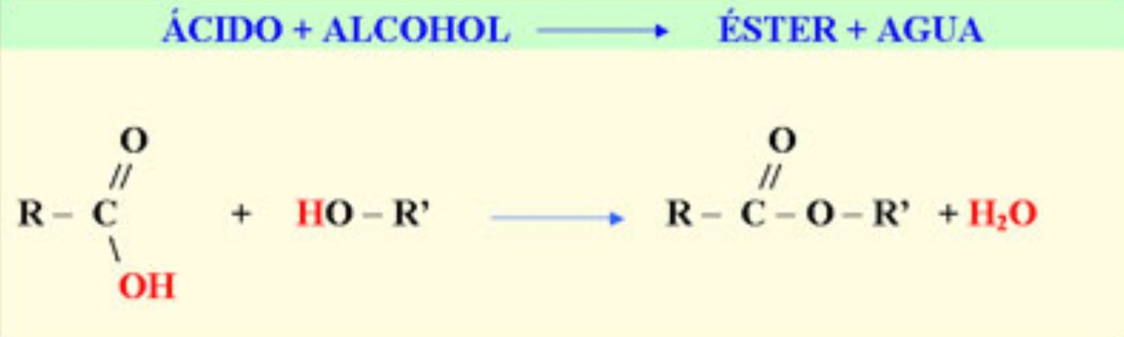 Reacciones de interés en los seres vivos