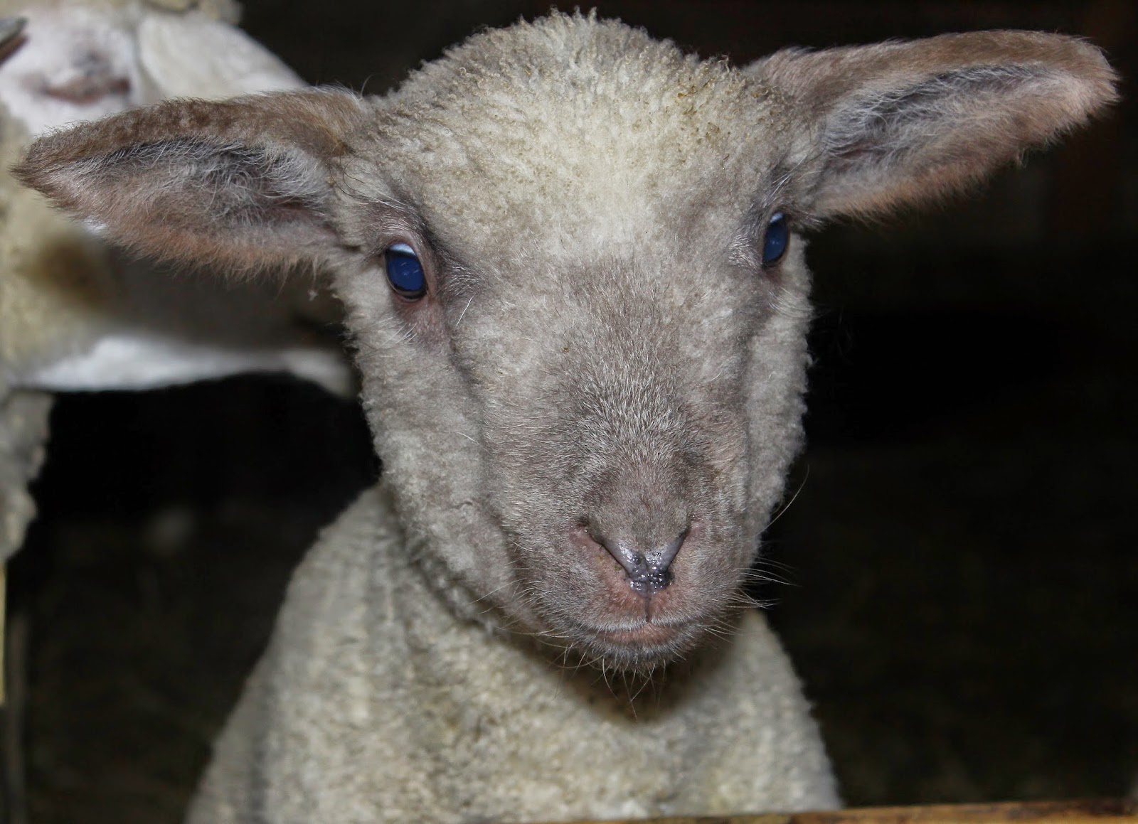Lockwood Lavender Farm: Good Monday Morning!