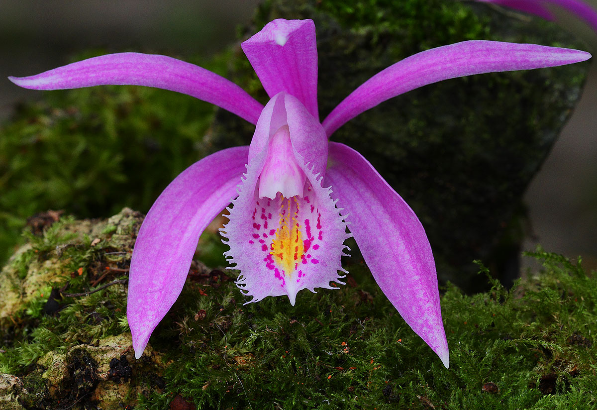 Pleione praecox care and culture | Travaldo's blog