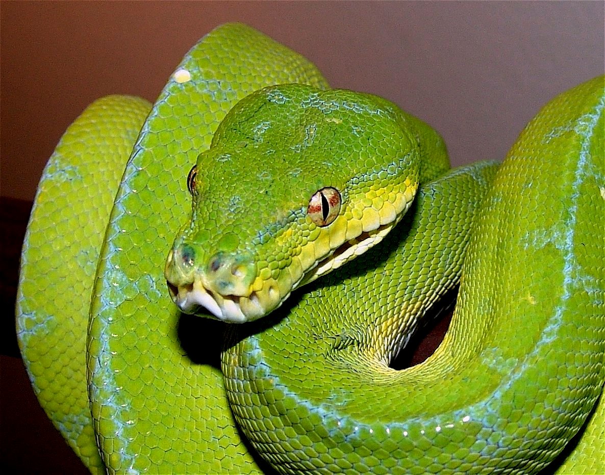 Animals of the world: Boa esmeralda