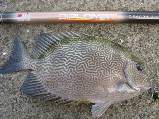 Jenis Ikan Baronang (Siganus Sp.) Dan Gambarnya Lengkap - Rahasia Trik ...