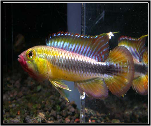 Ciclídeos Anões: Apistogramma sp. Abacaxis