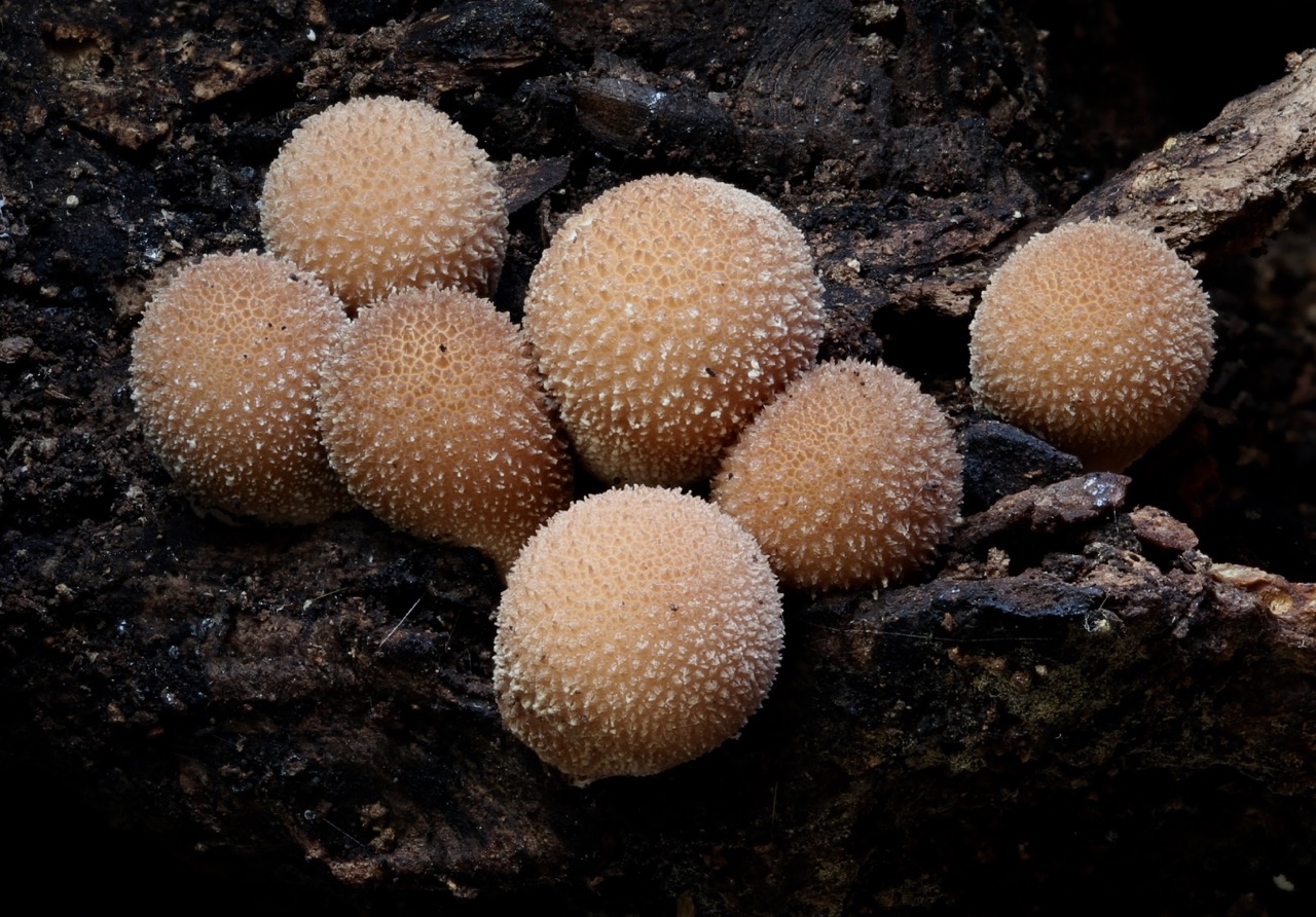Springfield Plateau: “A Puffball is a Puffball is a Puffball”