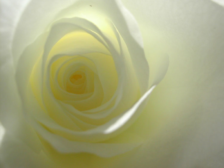 Les Projets Créatifs de Fleur de Paix: janvier 2012