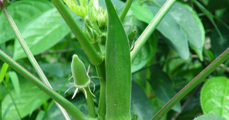 KILIMO BORA CHA BAMIA (OCRA) - Mabusi H.M Agricultural Projects