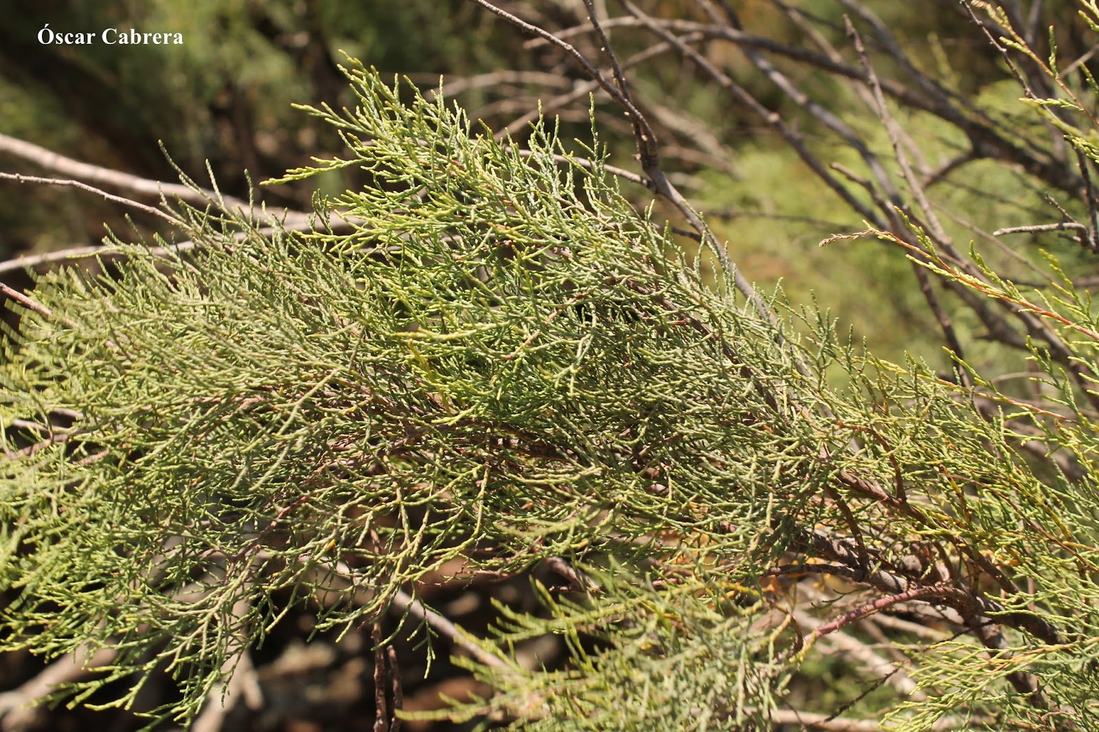 Tamarix canariensis (Tarajal)