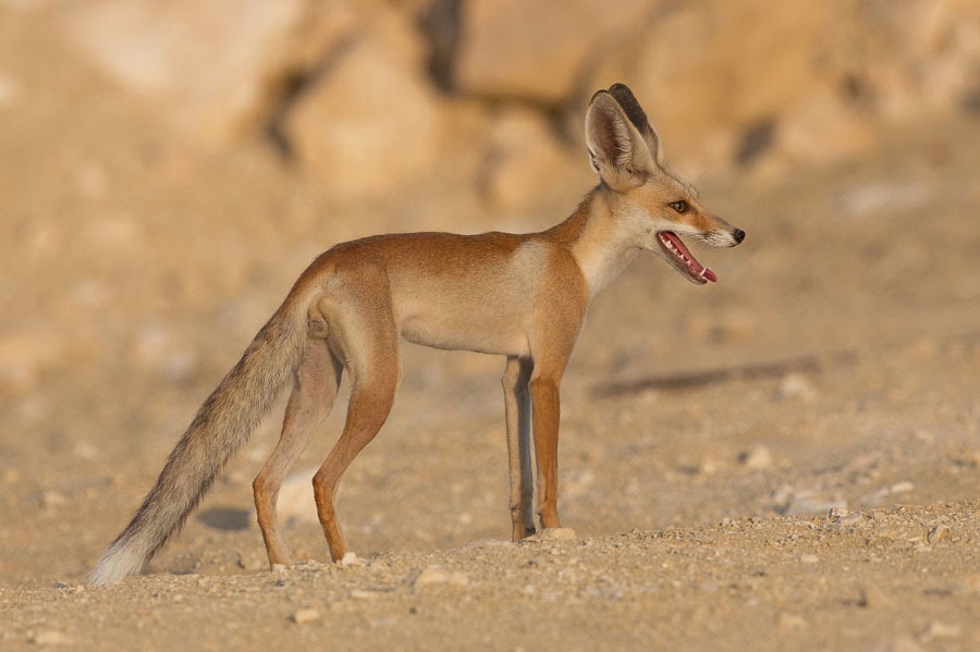 Birds of Saudi Arabia: Arabian Red Fox – Dhahran Hills