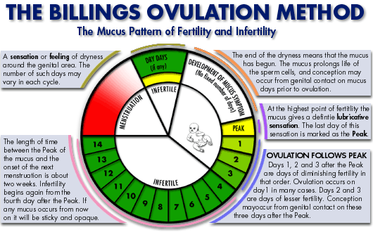 Mama & Beba: Metode određivanja perioda ovulacije