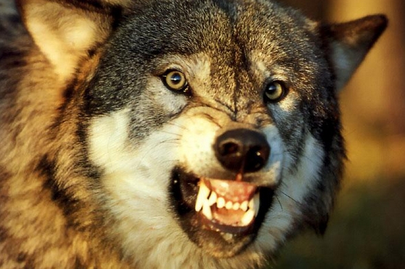 White Wolf : Why Wolves Are Forever Wild and Dogs Can Be Tamed