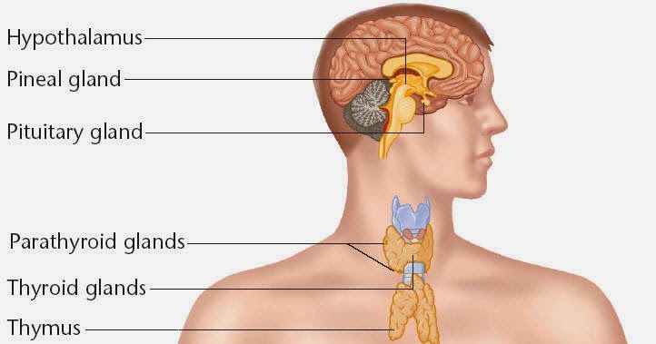 ANATOMY PHYSIOLOGY 2013 2014 Endocrine System