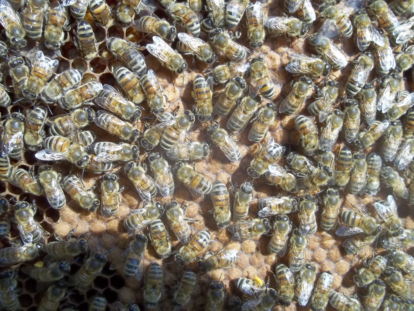 LE API E L'APICOLTURA - APIMANIA: Immagini di favi e covata