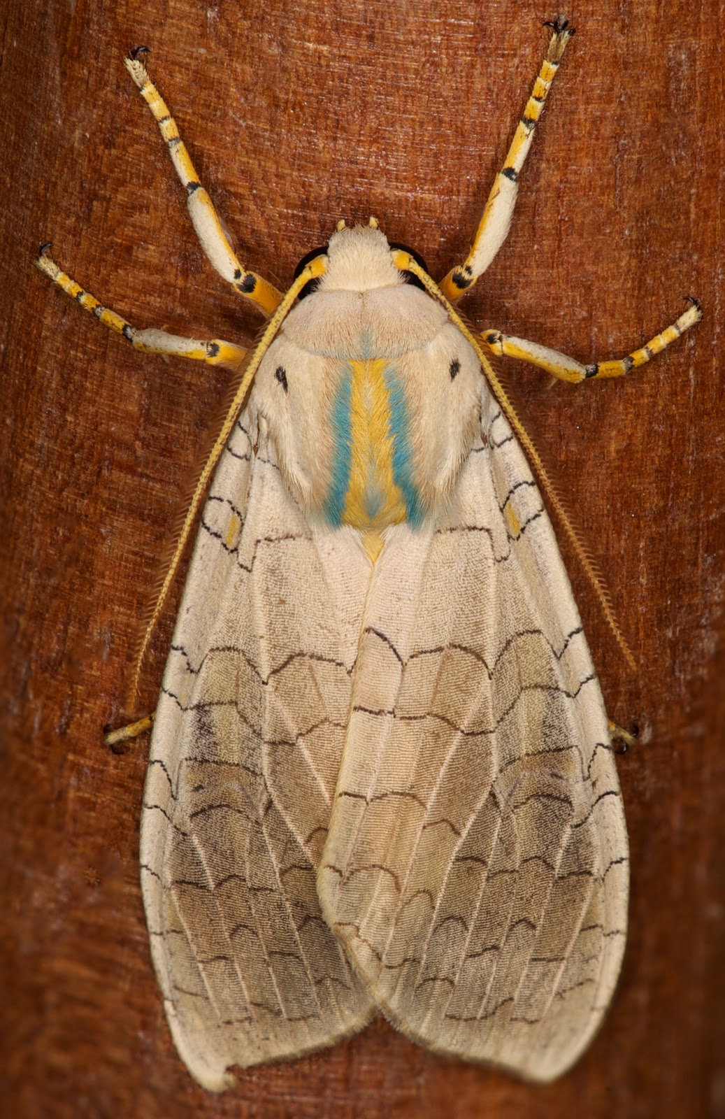 Zen Through a Lens: If You Light It They Will Come