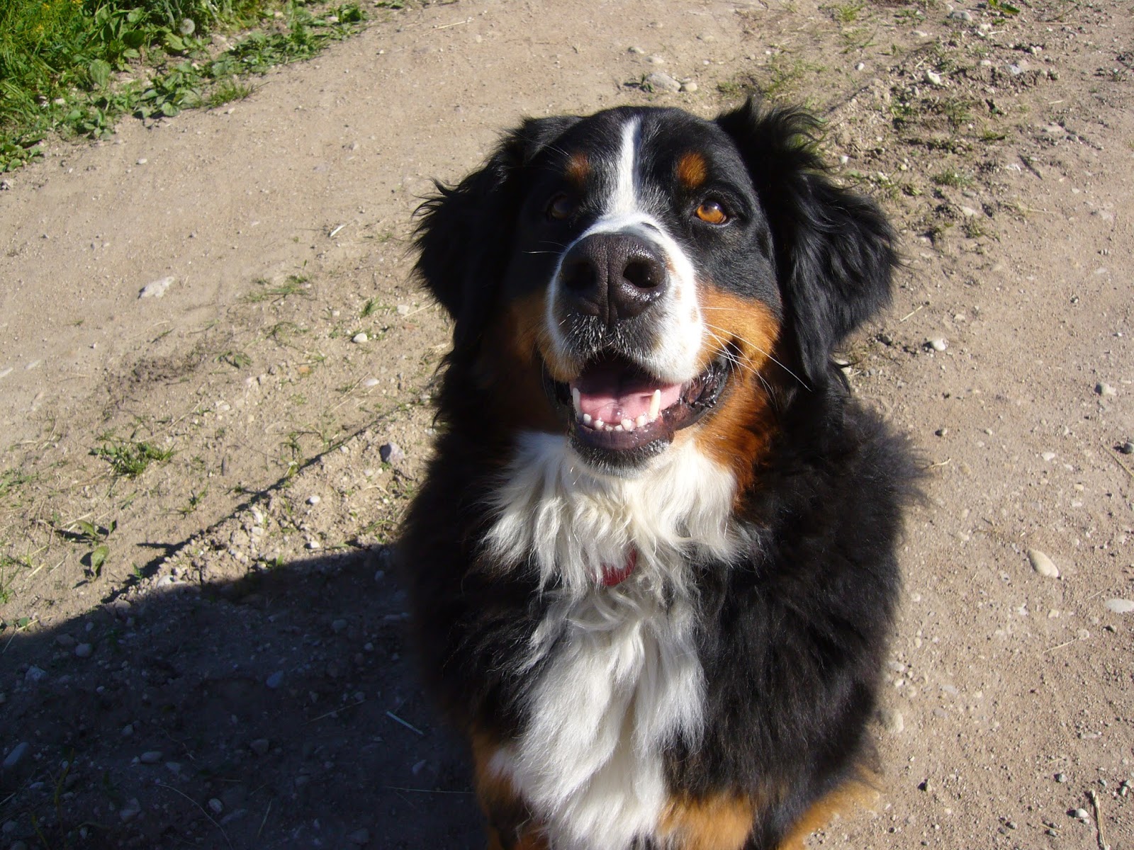 Gold Paw Style For You: Berninpaimenkoiran luonteesta