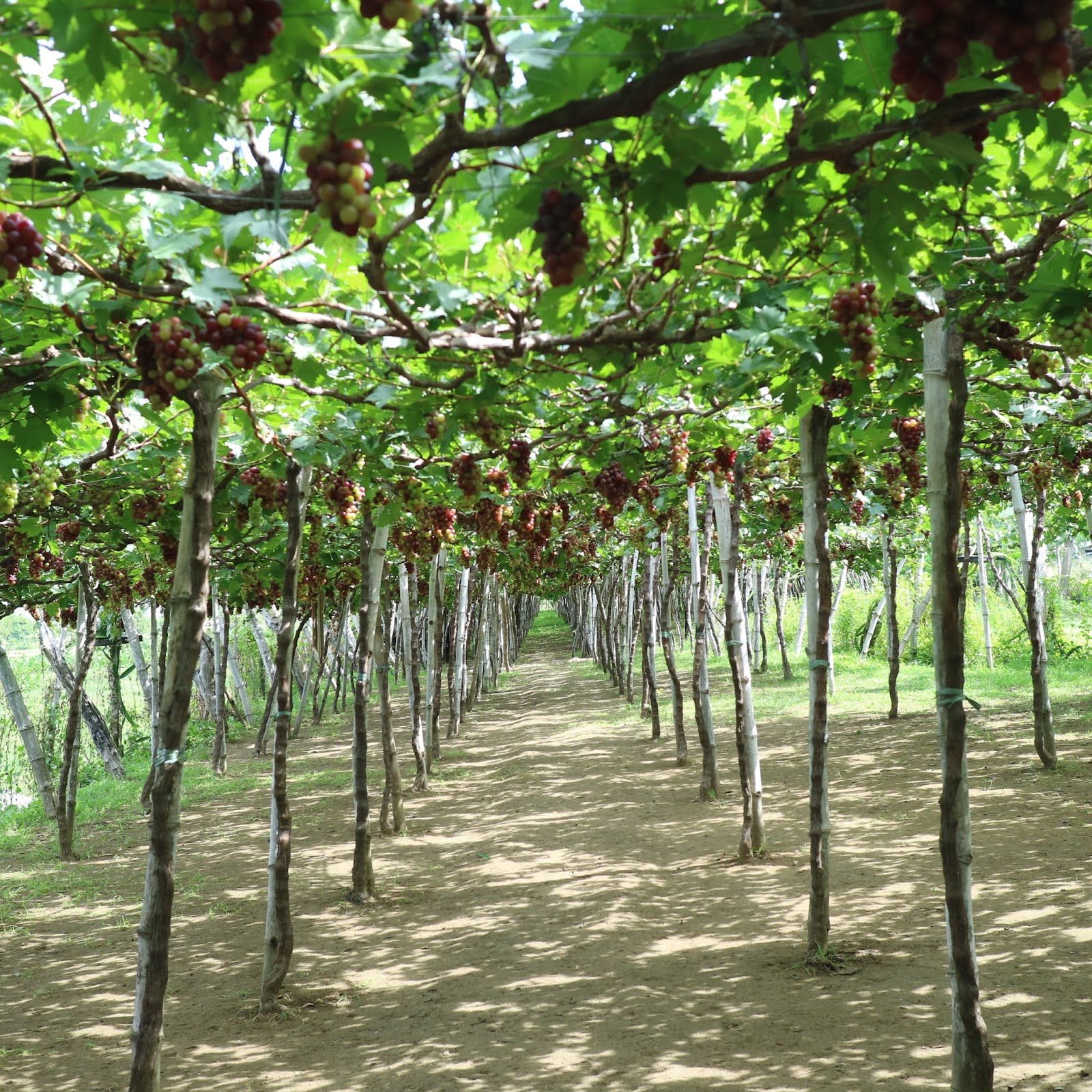 Gapuz Grapes Farm