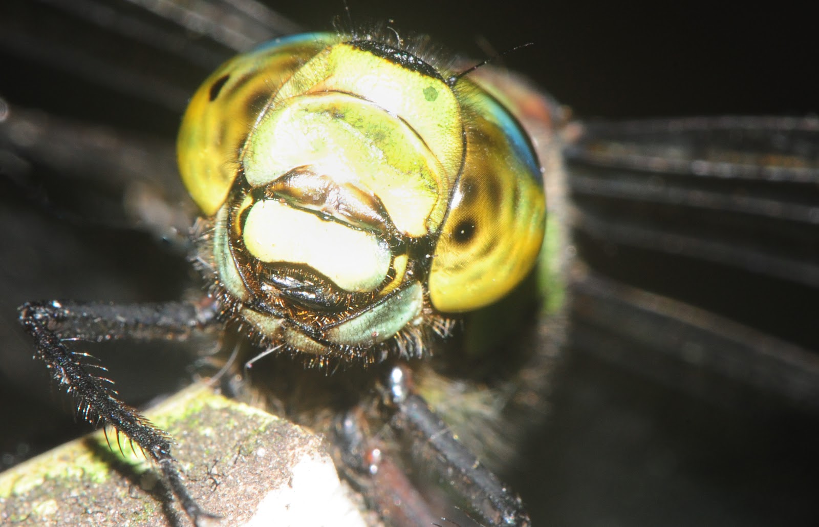 The Poor Mouth: Another Southern Hawker Dragonfly close up