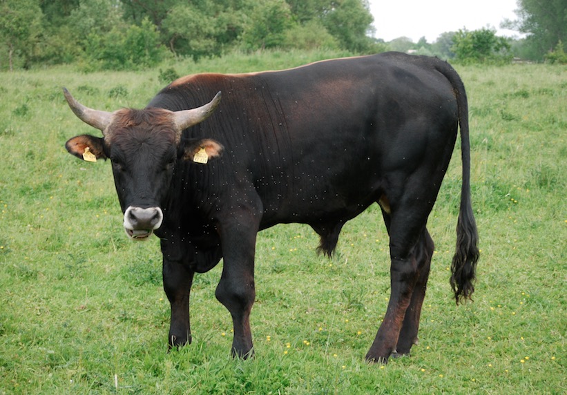 The Breeding-back Blog: An aurochs-coloured Sayaguesa x Chianina bull