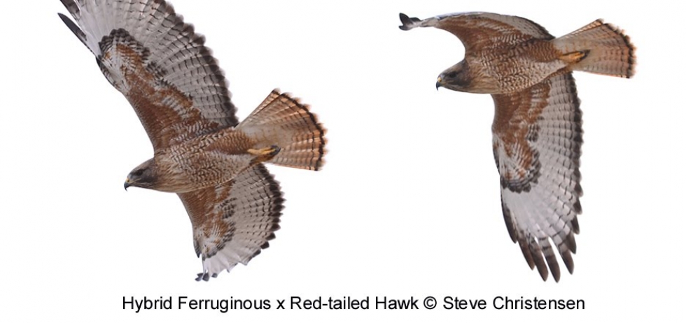 West County Hawkwatch Raptor Research Group : Hawkwatch International ...