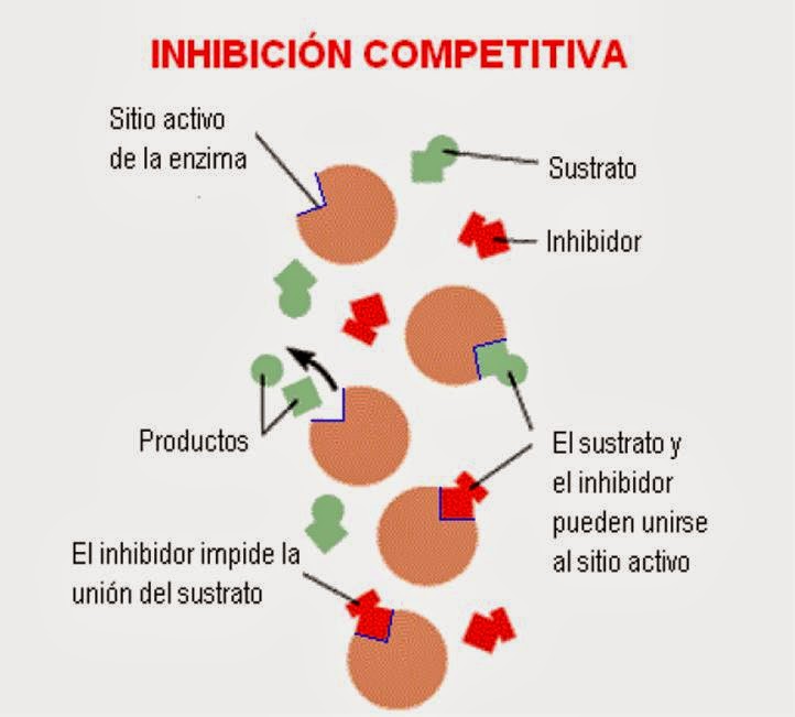 Apuntes de Bioquímica: Enzimas (V).Inhibición y regulación enzimática