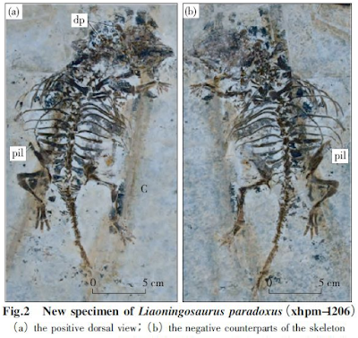 Species New to Science: [Paleontology • 2016] Liaoningosaurus paradoxus ...