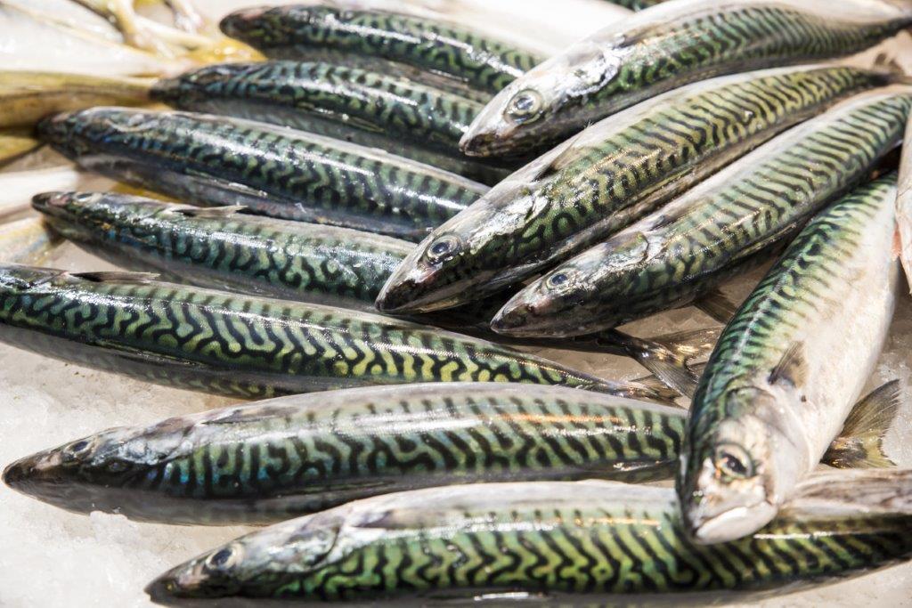 Indonesian Mackerel Supplier Benefits and Reasons to Buy - Mackerel ...