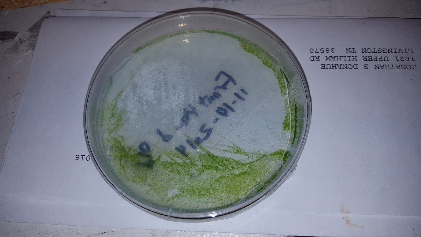 Amateur Algae culturing and cultivation : We have algae culture growth ...