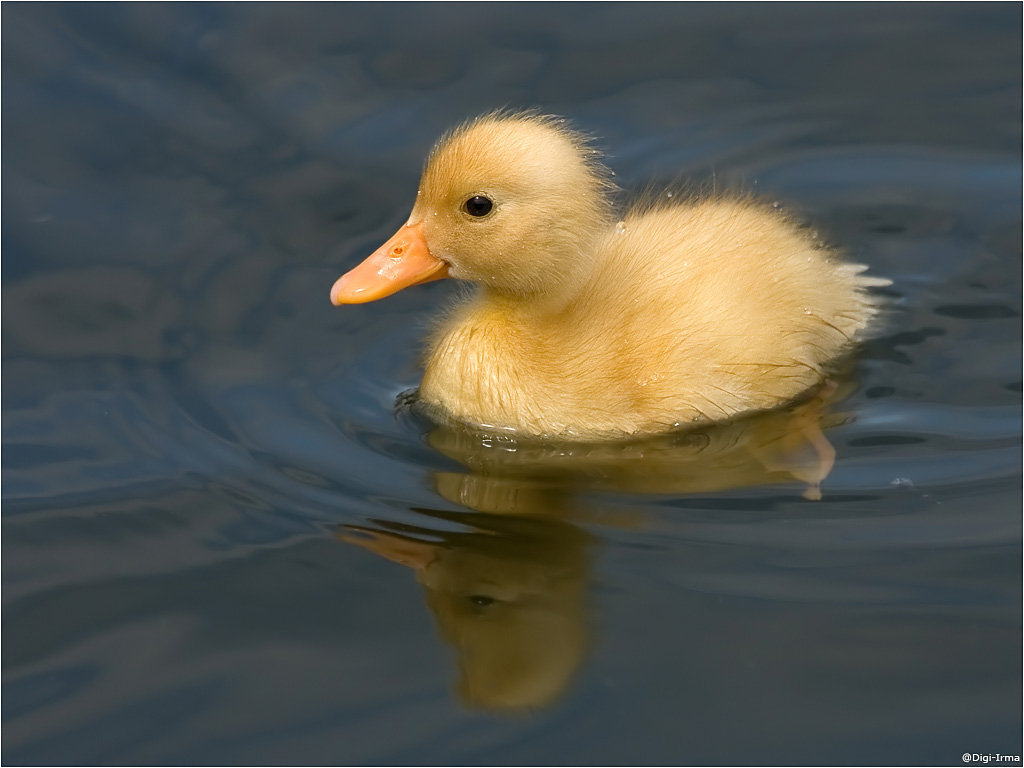 Irma's Natuurbeleving : Wilde eend / Mallard