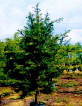 PROJEK TANAMAN LADA SK SUNGAI SAPI