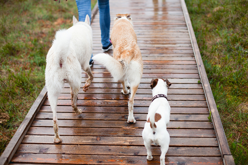 Imagine this: In the bog with dogs