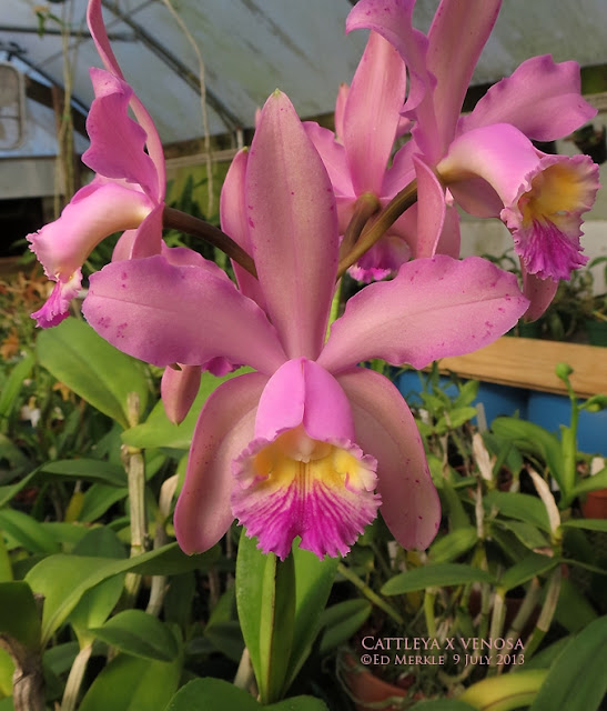 Asociación Jalisciense de Orquideología: Las Cattleyas