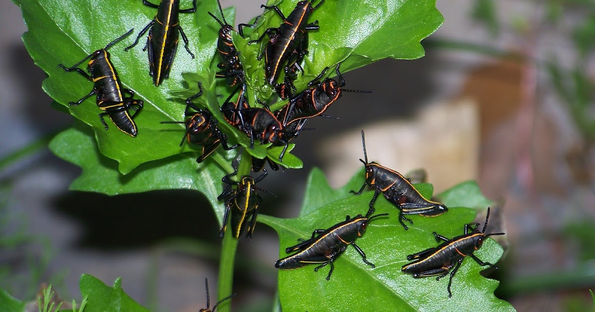 Simply Living: Lubbers under attack