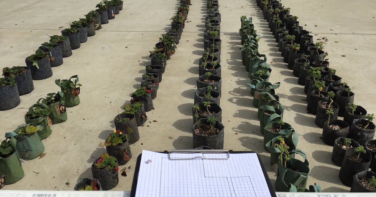 Plant Love: Plant Inventory